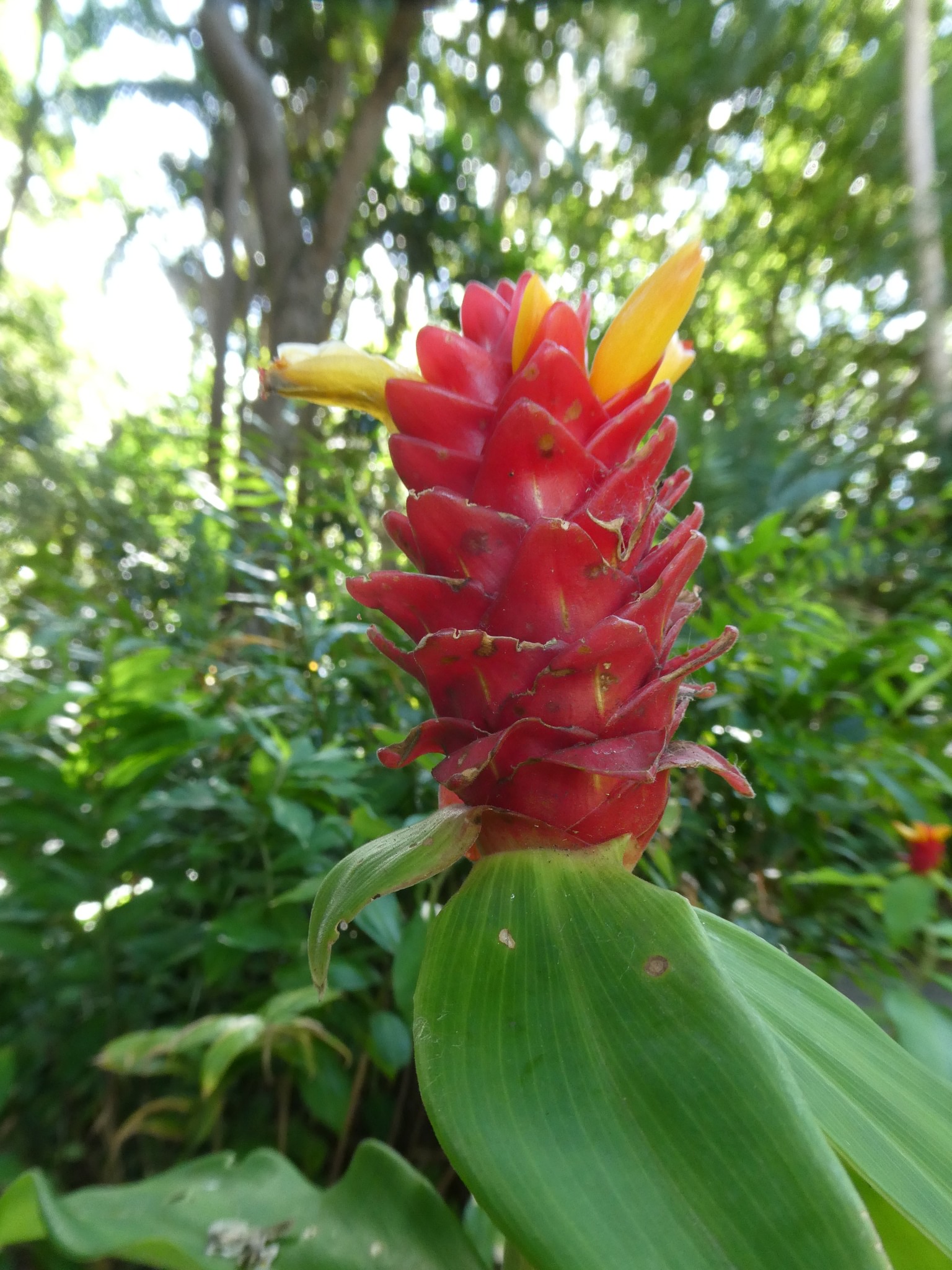 Social Events Gallery – U3A Redcliffe Inc.