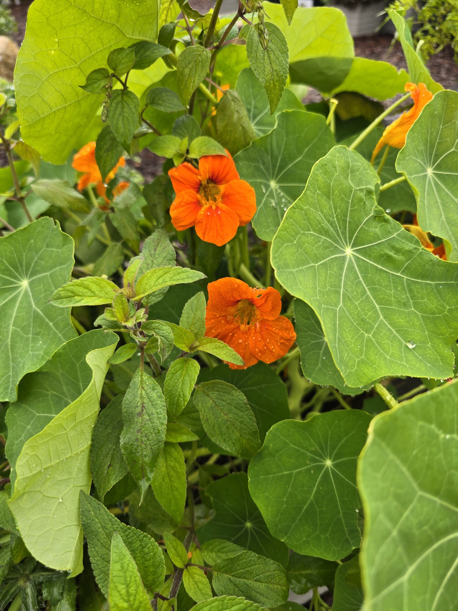 Social Events Gallery – U3A Redcliffe Inc.